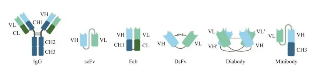噬菌体展示抗体库技术概论及流程 - 知乎