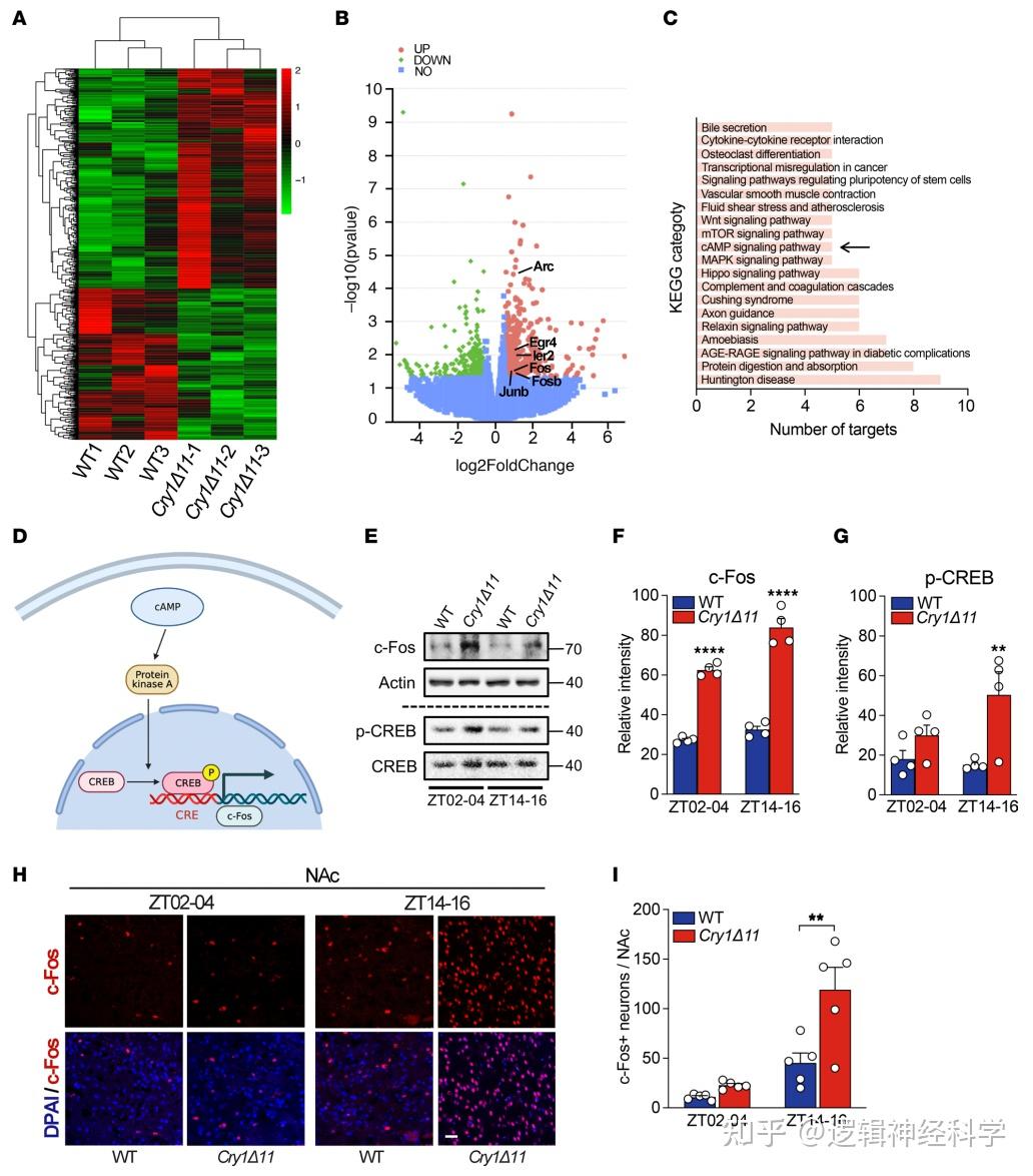 JCI insight︱中南大学李家大团队揭示多动症的发病新机制及治疗新靶点 - 知乎
