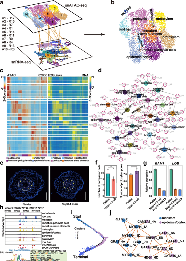 项目文章 | Genome Biology （IF: 17.902）单细胞多组学助力于面包小麦根的不对称基因转录研究 - 知乎