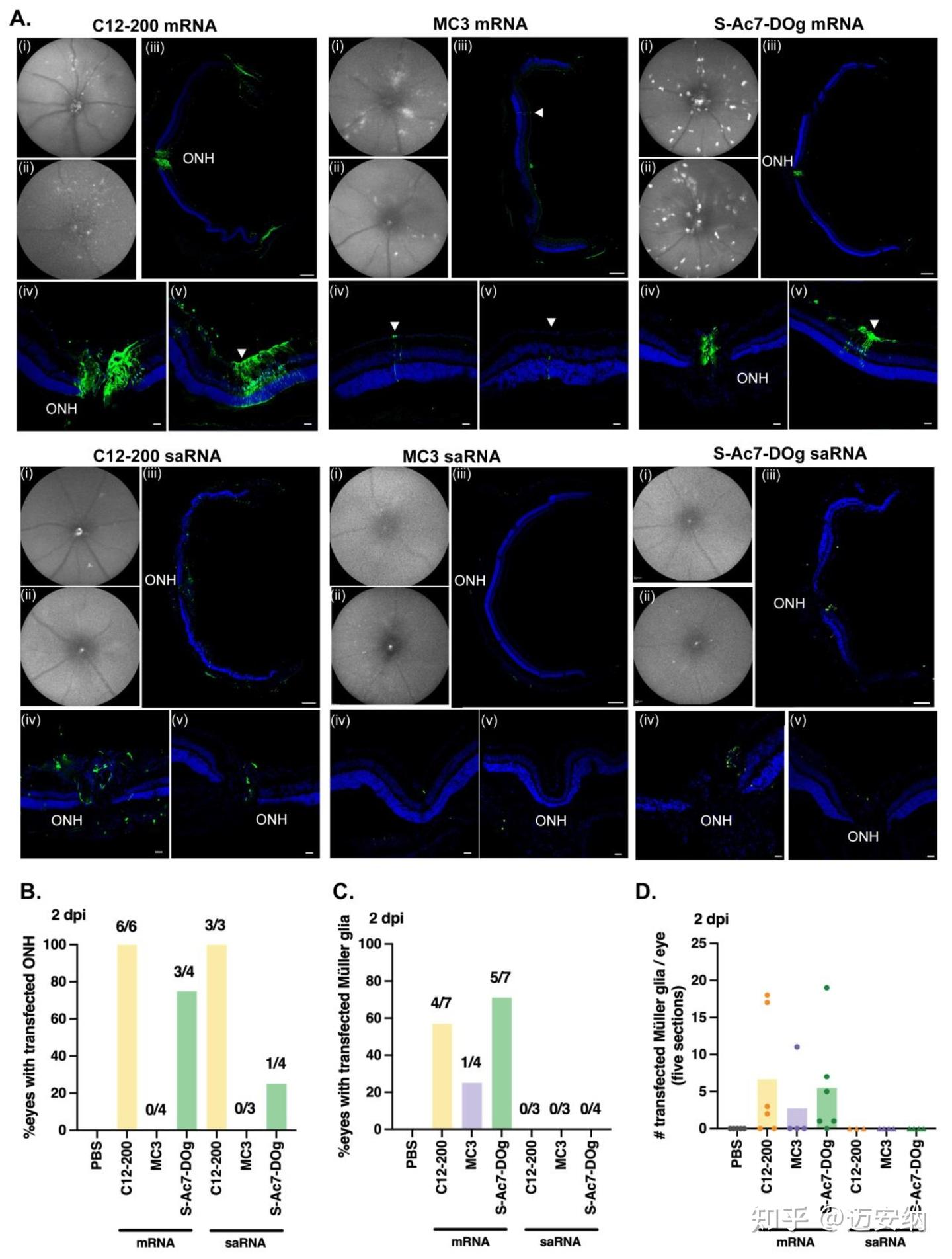 mRNA和SaRNA在眼玻璃体内注射的疗效与免疫原性研究 - 知乎