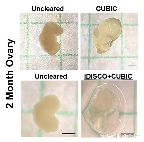 光片显微镜的应用-卵巢的全组织分析 - 知乎