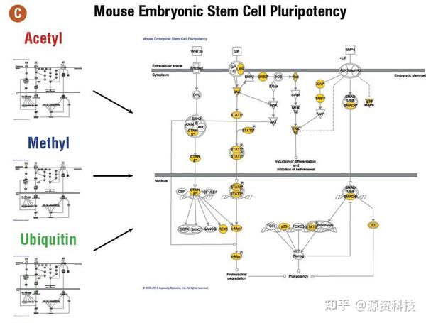 IPA-PTM蛋白的通路和网络分析案例 - 知乎