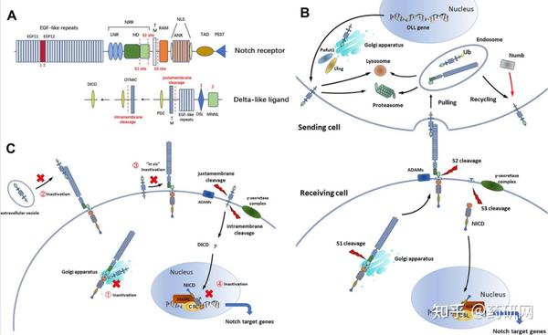 再鼎医药引进宜联生物新一代DLL3 ADC - 知乎