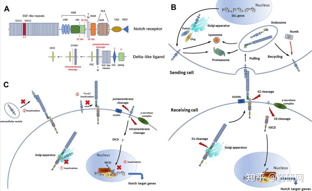 DLL3：多赛道进击小细胞肺癌 - 知乎