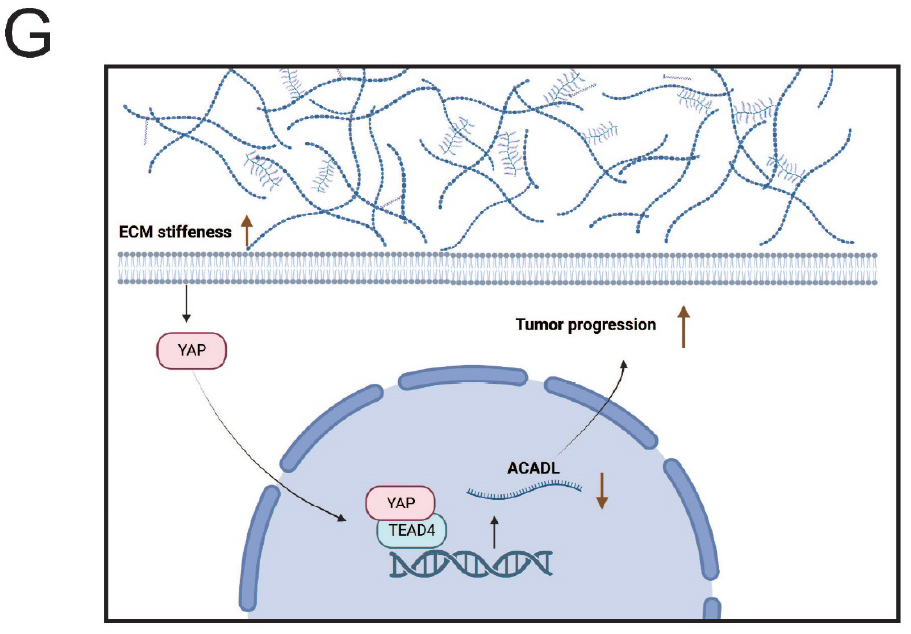 Q1区10分+单细胞联合bulk RNA！聚焦热点方向“代谢”，打造生信分析文章新高度！ - 知乎