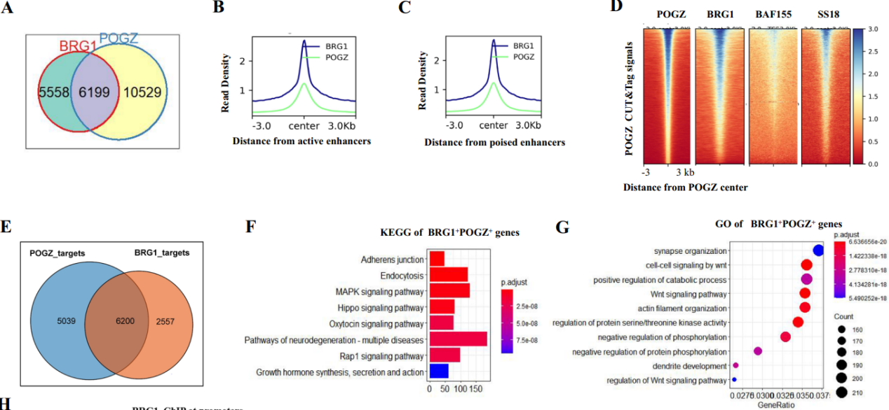 CUT&Tag项目文章丨中科院水生所孙玉华团队解析POGZ调控ESCs干性和神经诱导的分子机制 - 知乎