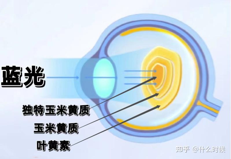 和inne一起探究:叶黄素护眼有帮助吗?inne帮助孩子无惧蓝光! 知乎