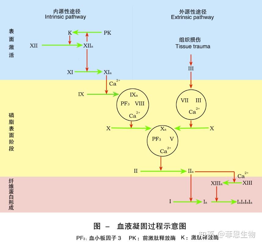 一文读懂！关于凝血因子的功能和“凝血瀑布学说” - 知乎