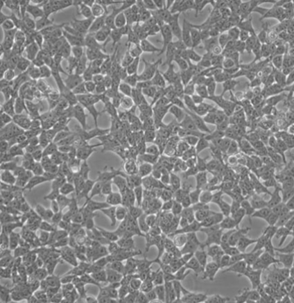 HEK293系列细胞的前世今生，源井给你293细胞家族最全盘点！ - 知乎