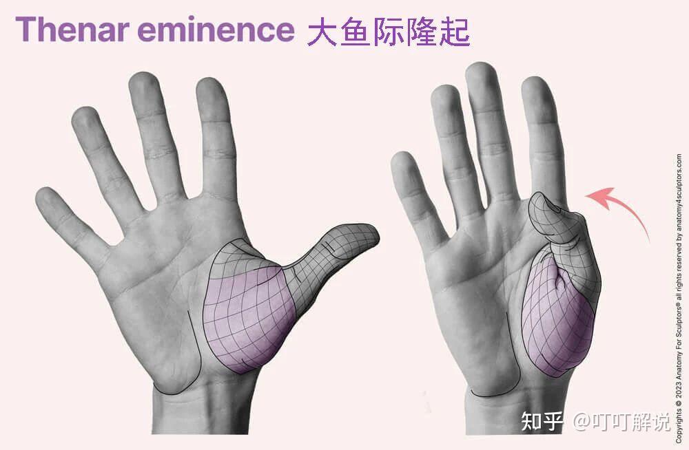 艺术家的手部解剖学：基本形状 - 知乎