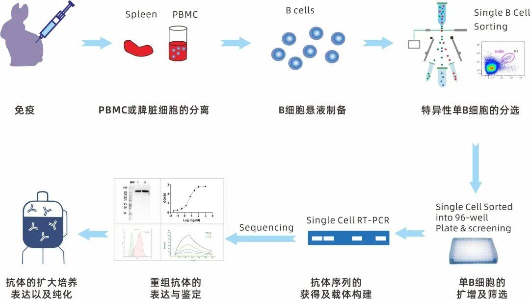 普健生物xten™ Mab Single B兔单克隆抗体开发案例 知乎
