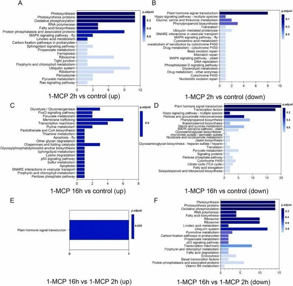 项目文章 | IF>6! ATAC-seq联合RNA-seq揭示转录因子AGL18通过乙烯-生长素交互作用调控番木瓜成熟 - 知乎