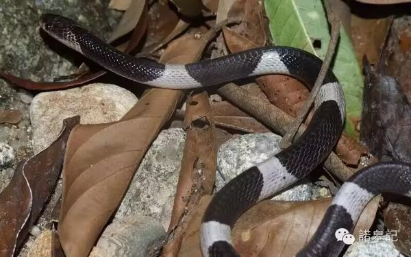 献给钟爱的Bungarus环蛇属（Krait) - 知乎