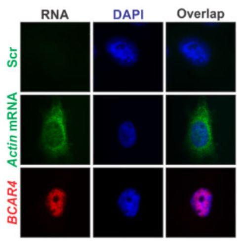 安利——lncRNA的亚细胞定位数据库 - 知乎