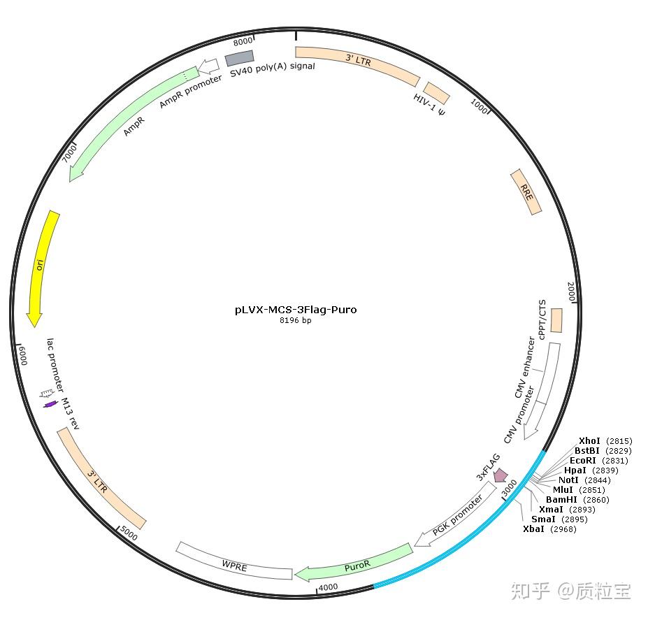 pLVX系列3×Flag慢病毒表达载体 - 知乎