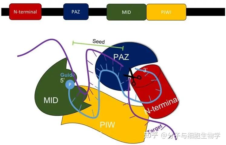 miRNA的功能及其作用机制 - 知乎