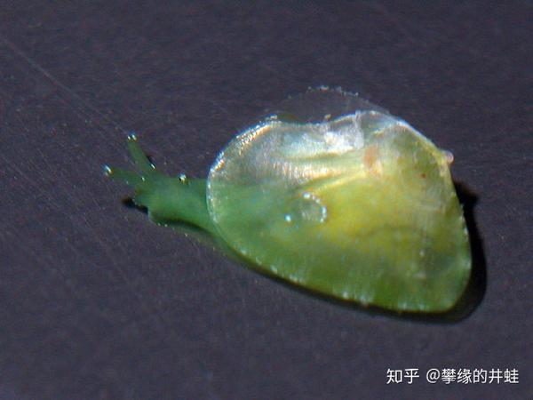 【地球演义】就是一盘大螺贝 - 知乎