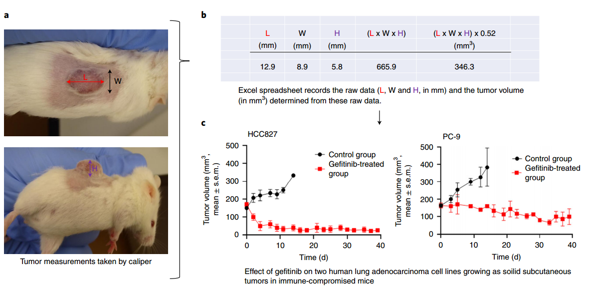 《Nature Protocols》精读：CDX模型在临床前癌症研究中的应用 - 知乎