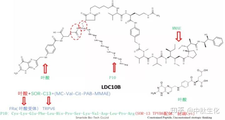 ADC的下一个风口多肽偶联物（PDC)全球管线解析 - 知乎