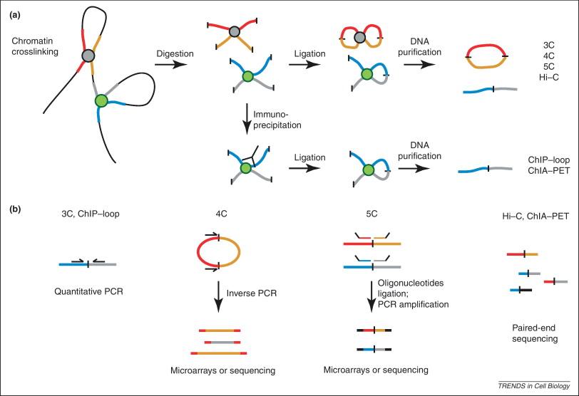 3D基因组学：一个崭新的领域 - 知乎