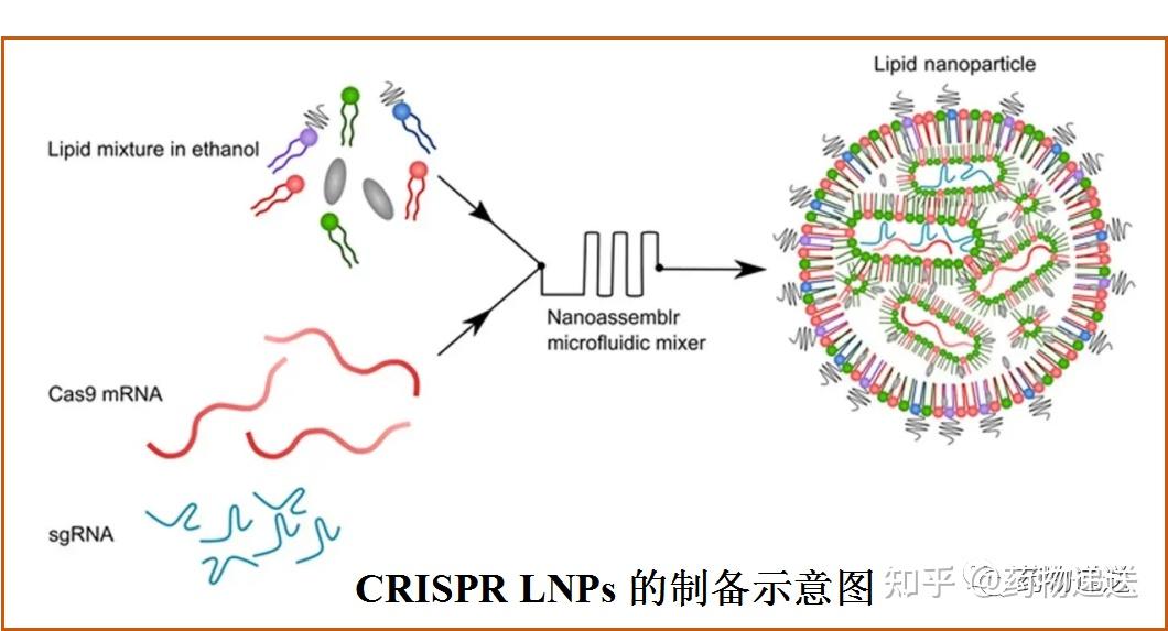 药物递送（三）——mRNA疫苗递送技术（LNP） - 知乎