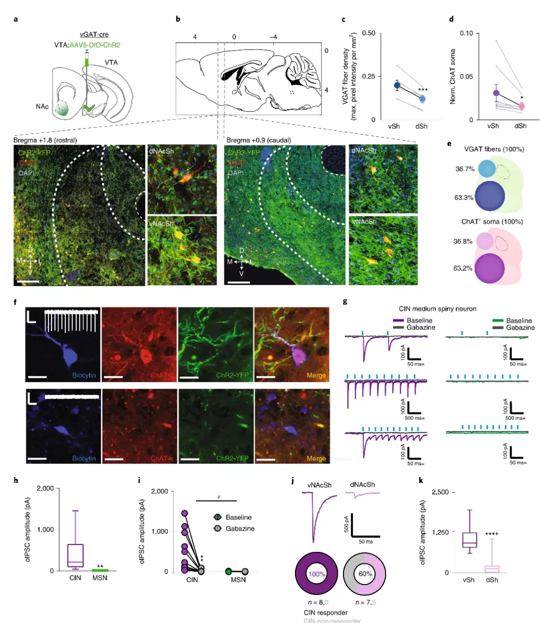 Nat Neurosci：破译VTA-NAc奖赏神经环路新机制 - 知乎