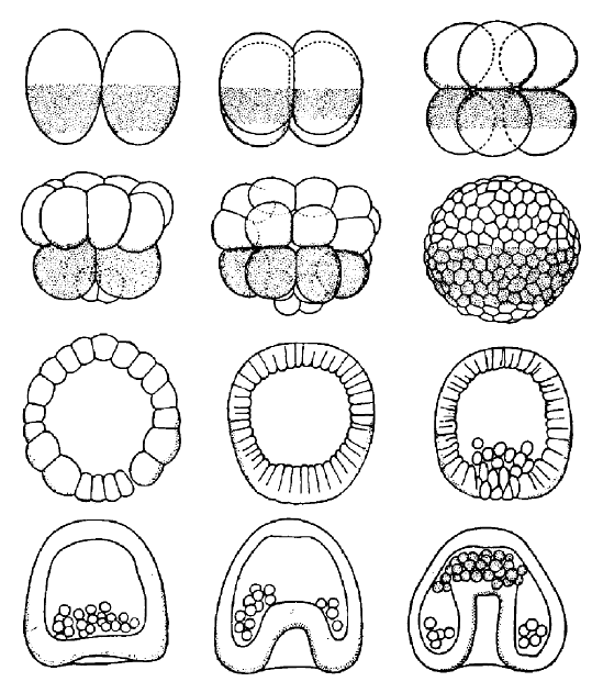 [Percus & Childress 2015] 1.2 早期阶段：概述 - 知乎