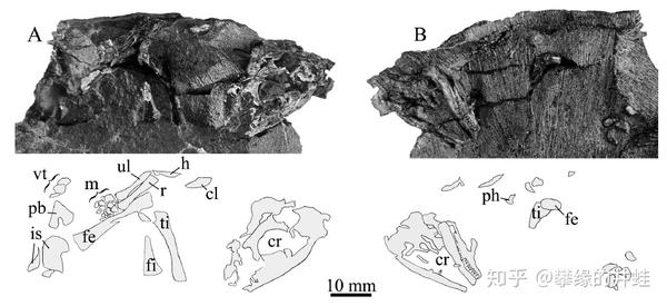 【地球演义】偏师劲旅（上） - 知乎