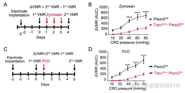 Neuron︱胡宏镇团队揭示机械门控离子通道Piezo2介导内脏痛及内脏痛超敏相关表型 - 知乎