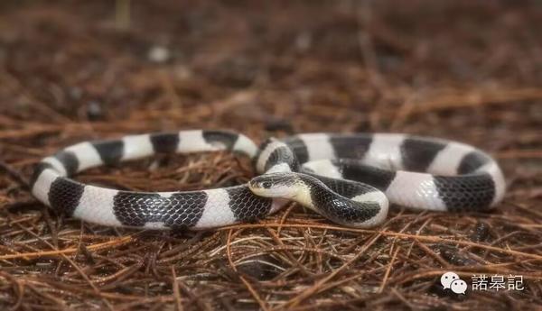 献给钟爱的Bungarus环蛇属（Krait) - 知乎