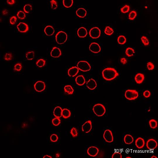 ImageJ实用教程——细胞膜荧光强度检测(定量分析篇) - 知乎
