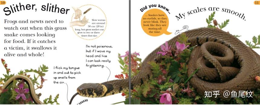 DK 儿童科普英文读物 Look closer系列 - 知乎