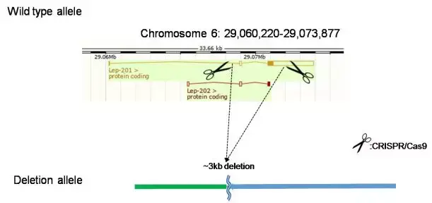 OB/OB瘦素缺陷型小鼠，高血糖和肥胖症的有力模型 - 知乎