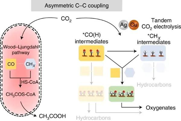 杨培东，最新Nature Catalysis！ - 知乎