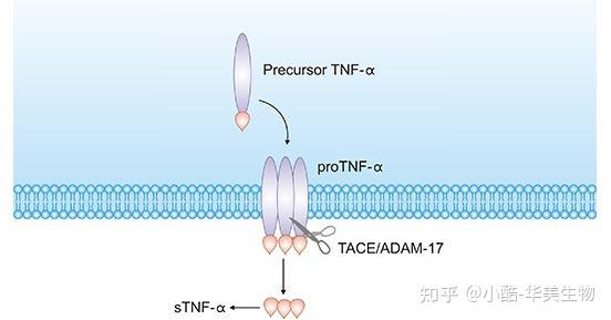 TNFR1：癌症双重作用分子，或可作为新型冠状病毒（COVID-19）治疗靶点 - 知乎
