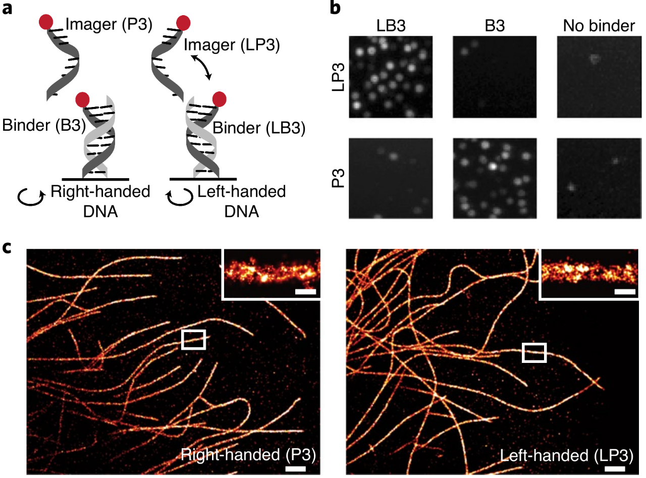 Nat Biotech | 细胞核研究添利器：L-DNA低核背景成像优势 - 知乎