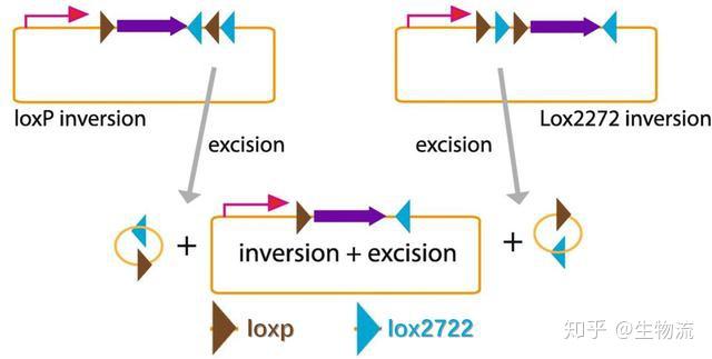 基因的时间开关——CreERT系统 - 知乎