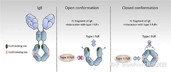 IgG IgM IgA IgE and IgD分别是什么 - 知乎