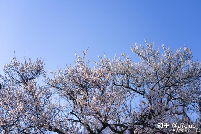 a7club-每日作品精选（2024.3.6） - 知乎