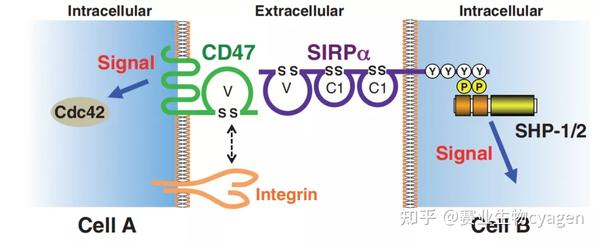 信号CD47的好搭档Sirpα，了解一下？ - 知乎