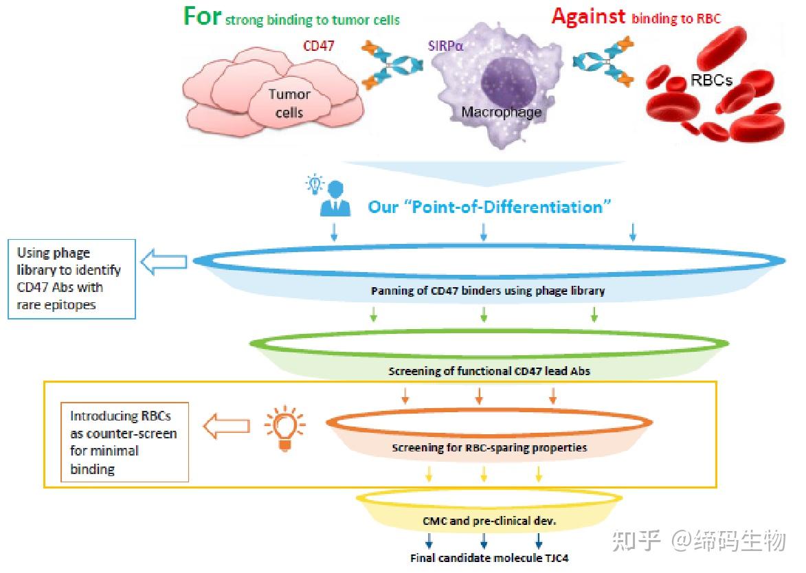 肿瘤免疫靶点 | CD47 - 知乎