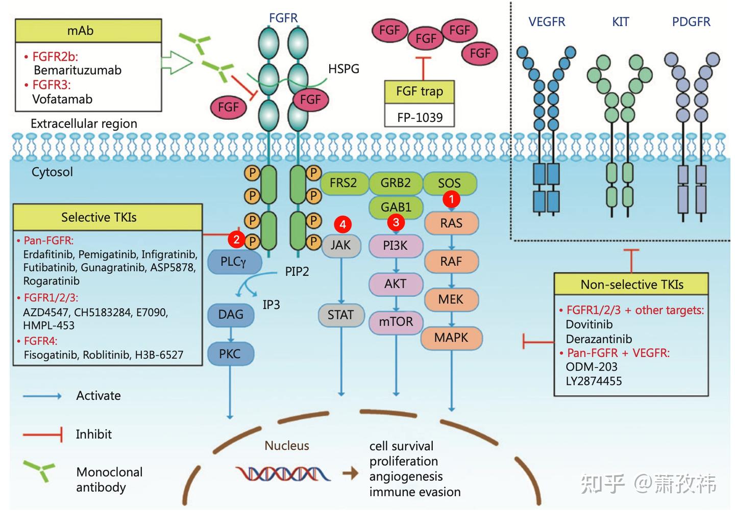 FGFR：信号通路与靶向药物 - 知乎
