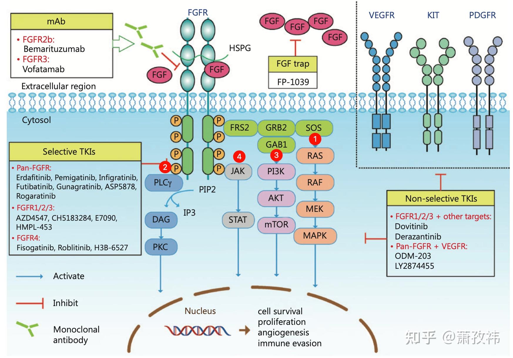 FGFR：信号通路与靶向药物 - 知乎