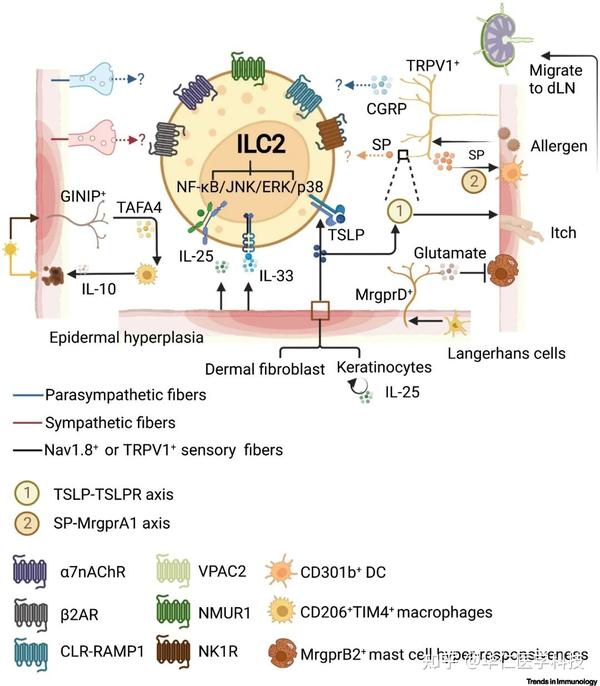 Trends in Immunology综述：神经-上皮-ILC2交互网络与屏障组织微环境稳态 - 知乎