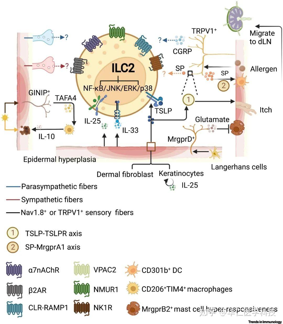 Trends in Immunology综述：神经-上皮-ILC2交互网络与屏障组织微环境稳态 - 知乎