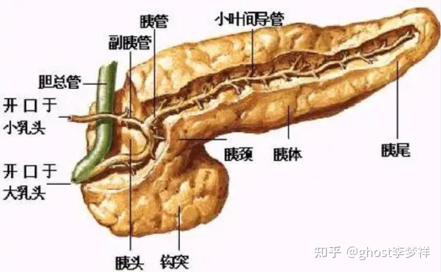 医学笔记，系统解剖学#17-消化系统[大消化腺] - 知乎