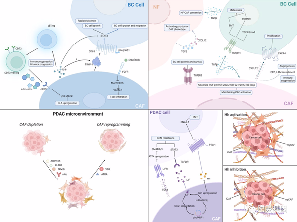 Mol Can | 癌症相关成纤维细胞(CAFs)在癌症免疫疗法中的新机遇和临床试验进展 - 知乎