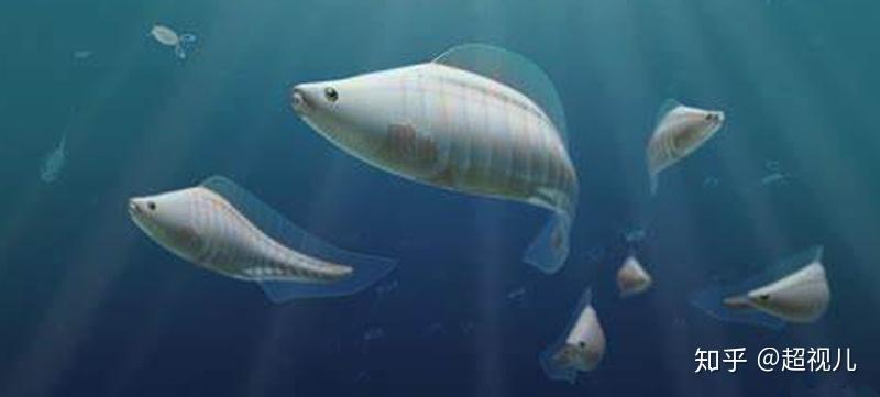 寒武纪大爆发爆出了什么? - 知乎