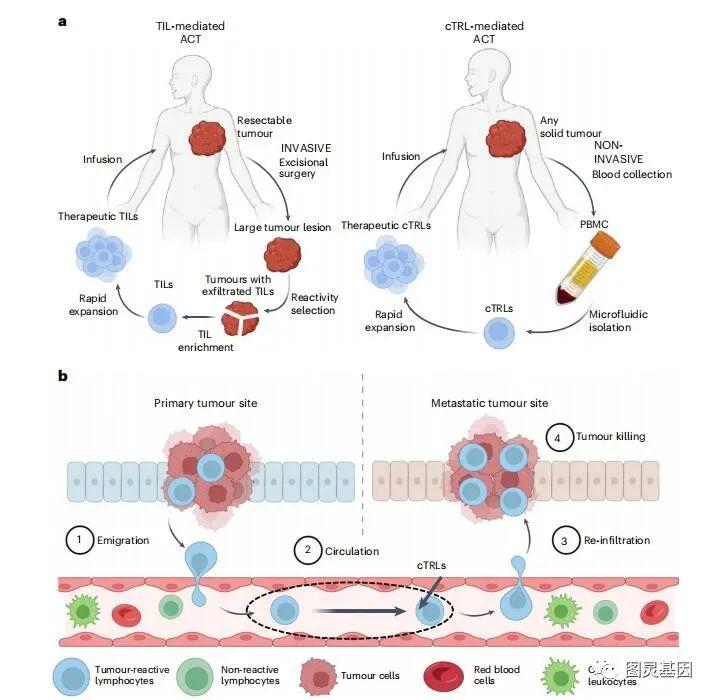 Nat Bio Eng | 微流控免疫磁性细胞分选法 从外周血中分离肿瘤反应性淋巴细胞 - 知乎