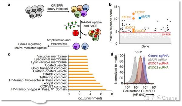 Nature：斯坦福Carolyn R. Bertozzi课题组报道新型LYTAC蛋白降解技术 - 知乎